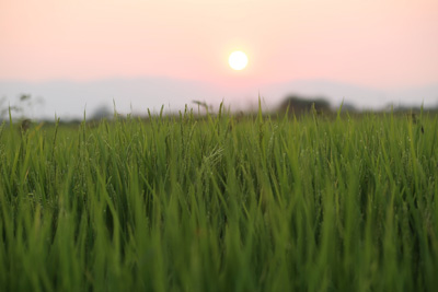 Select Kagayaki - Daiei Trading